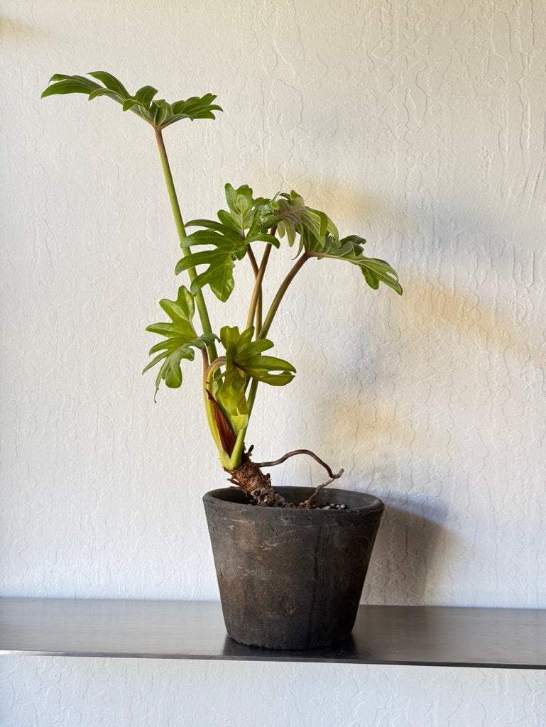 Philodendron Selloum in Rustic Planter – Slow Sunday Select Shop
