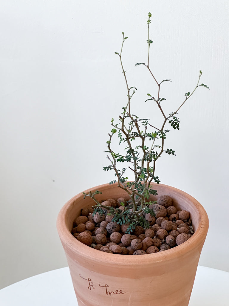 Ti Tree Classic Pot – Slow Sunday Select Shop